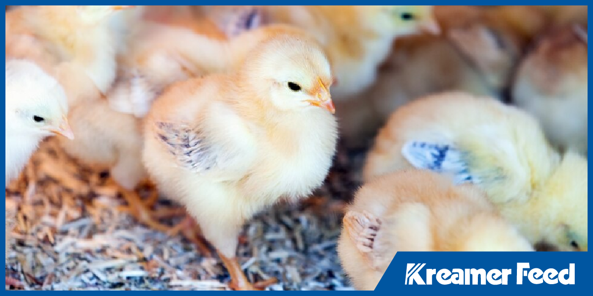 Spring Chick Feeding: Your Guide to Raising Healthy Chicks – Kreamer Feed