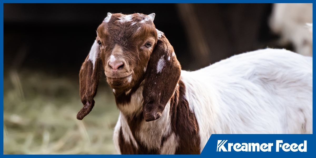 Choosing the Best Goat Feed: Nutrition Essentials – Kreamer Feed