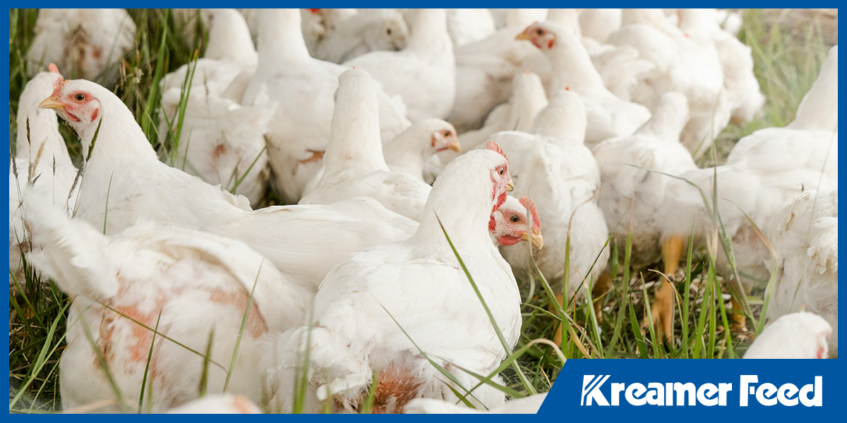 Broiler Feed Breakdown: Fast, Healthy Growth – Kreamer Feed