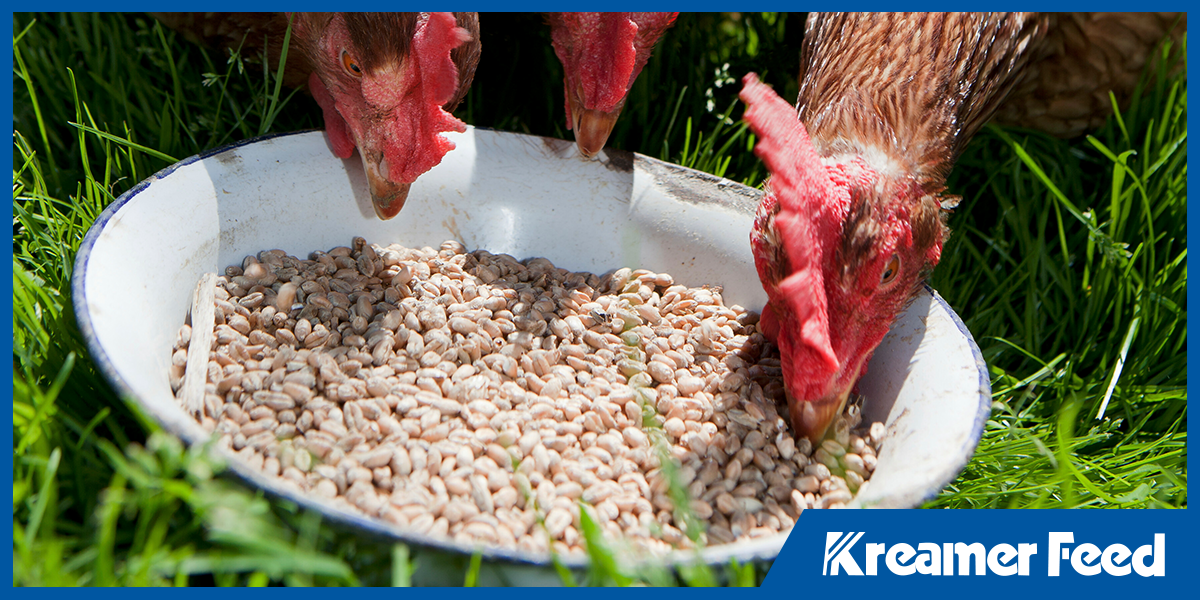 Layer Feed vs Grower Feed: Key Differences – Kreamer Feed