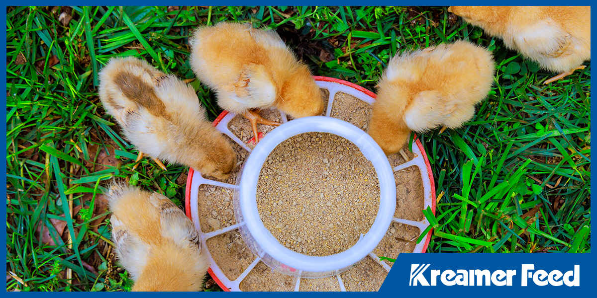 Starter Chick Feed Guide: Essential Tips for Flocks – Kreamer Feed