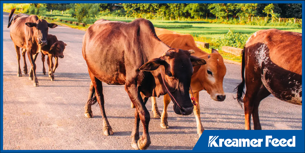 Signs of Nutrient Deficiencies in Animals: What to Watch For – Kreamer Feed