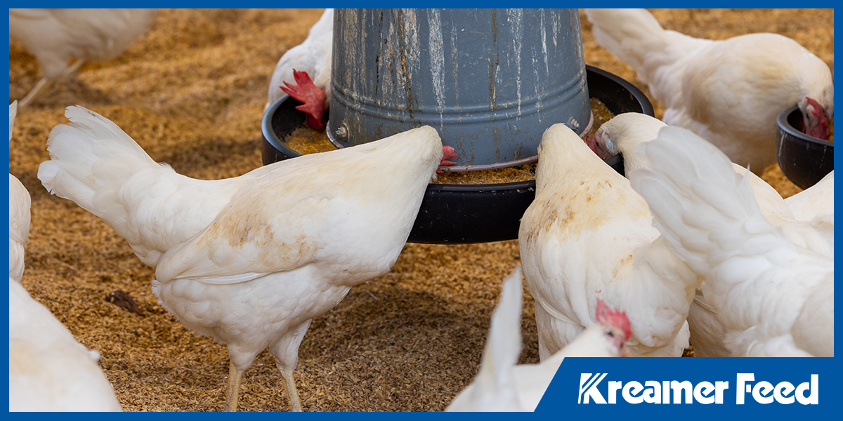 The Role of Fat in Livestock Diets: More Than Just Energy – Kreamer Feed