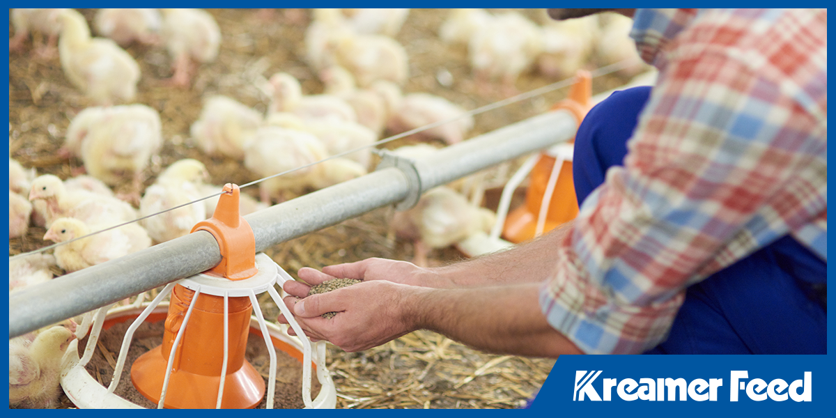 Transitioning Breeds: Broilers to Layers Nutrition – Kreamer Feed