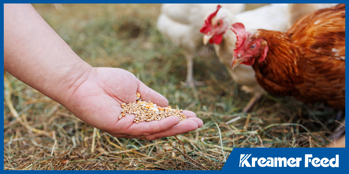 Why Feed Palatability Matters – Kreamer Feed