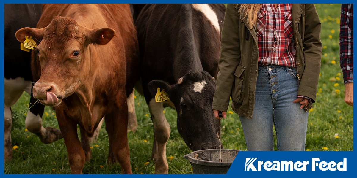 Trusted Livestock Feed Supplier Checklist for Farmers – Kreamer Feed