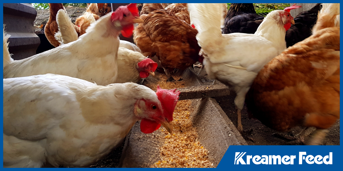Feed Efficiency vs. Feed Intake: What Farmers Need to Know for Better ...